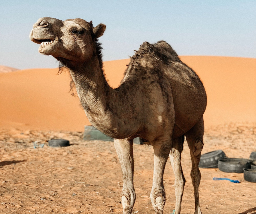 Limited by committee - stitcher.io